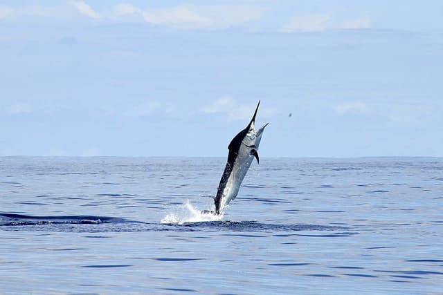 Unveiling the Majesty: Understanding the Blue Marlin Lifespan